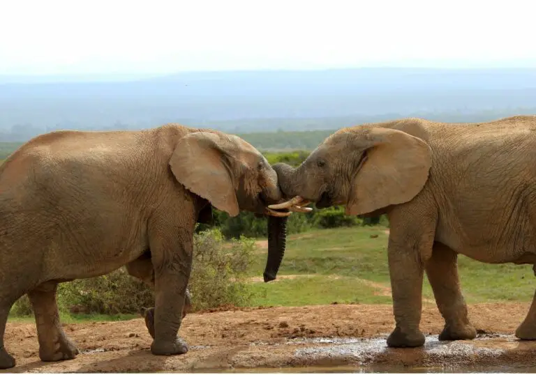 What Teeth are Ivory? A Quick Guide to Identifying Ivory Teeth