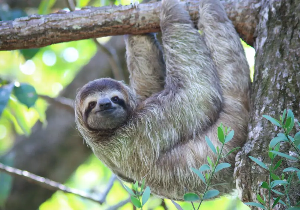 Are Sloths Toothless? Exploring the Unique Dental Structure of These ...