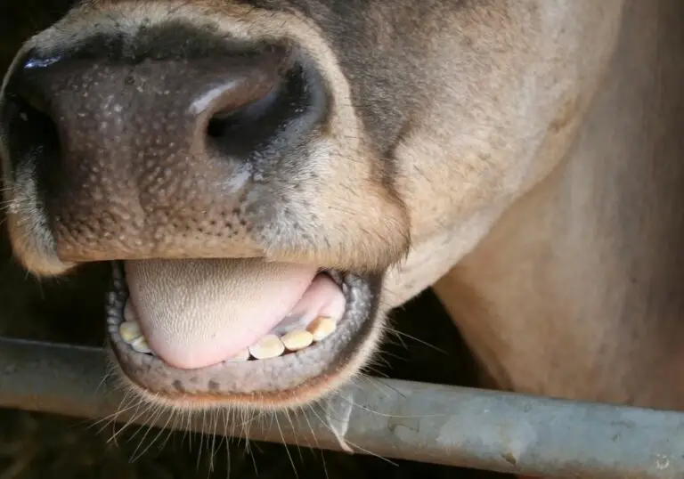 Do Cows Have Top Teeth? Exploring the Dental Anatomy of Cows