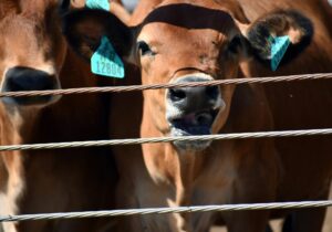Do Cows Have Top Teeth? Exploring the Dental Anatomy of Cows