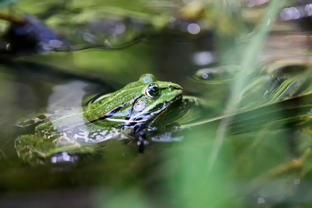 Frog With Human Teeth