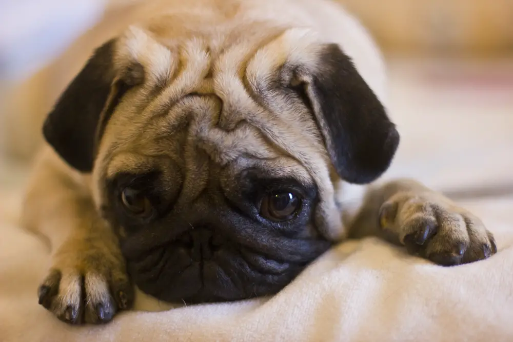 Do Puppies Cry When Their Teeth Hurt? Understanding Your Puppy's ...