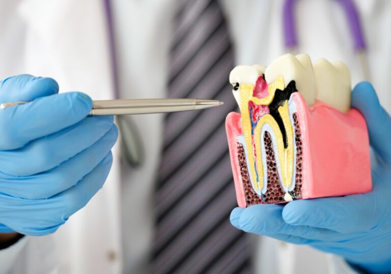 Does a Tooth Have a Vein? Exploring the Anatomy of Teeth