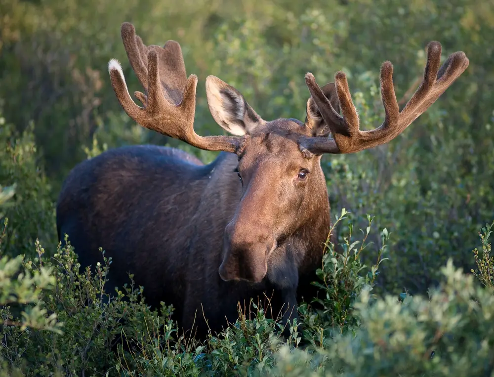 Do Moose Have Ivory Teeth? Exploring the Fascinating Truth Behind This Myth