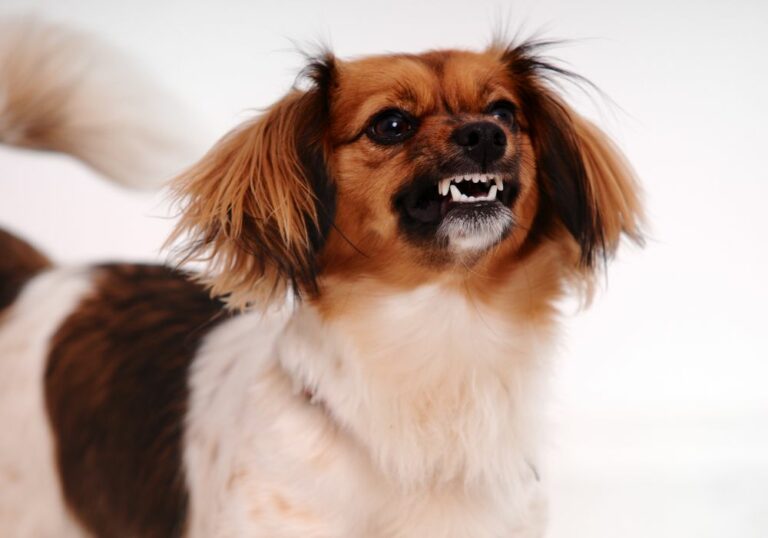 Do Dogs Show Their Teeth When Angry? An Insight into Canine Body Language