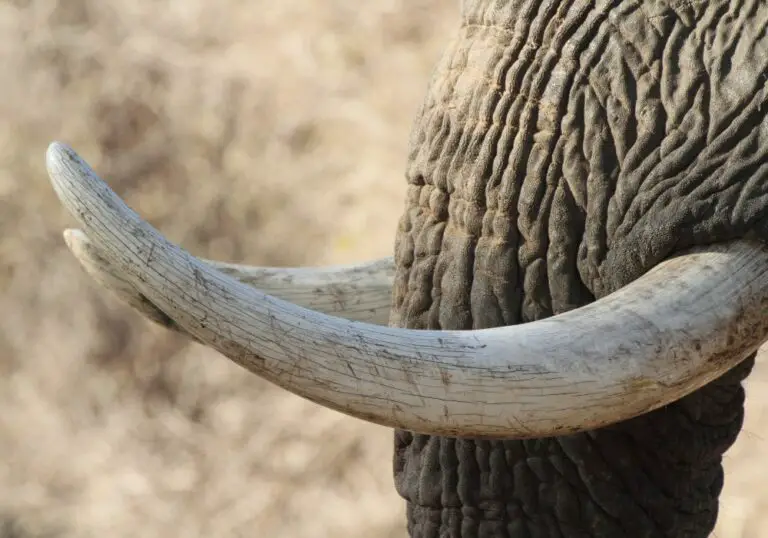 Are All Teeth Ivory? The Truth About Tooth Composition