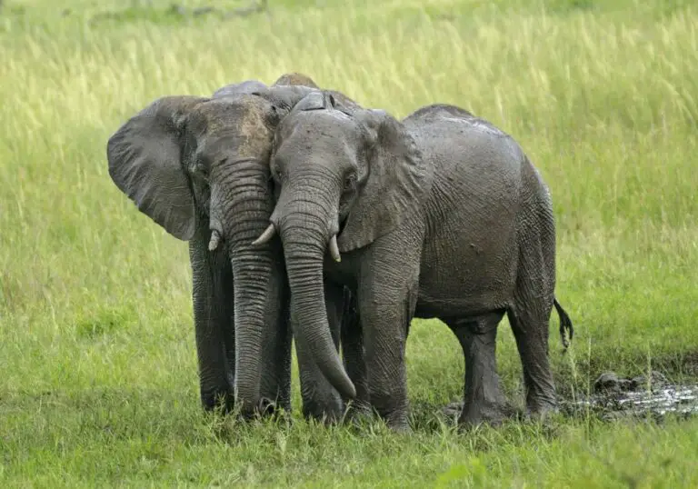 What Teeth are Ivory? A Quick Guide to Identifying Ivory Teeth