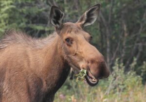 Do Moose Have Ivory Teeth? Exploring the Fascinating Truth Behind This Myth