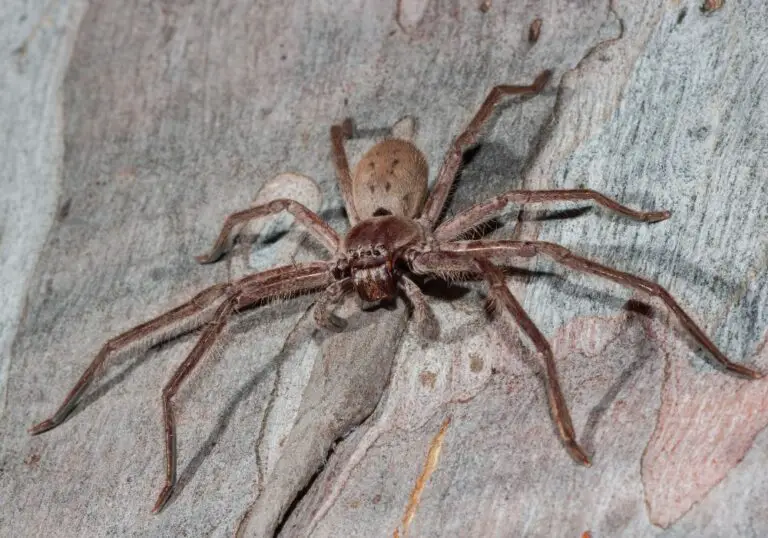 Do Spiders Have Jaws and Teeth but Cannot Chew? (Exploring the Anatomy ...
