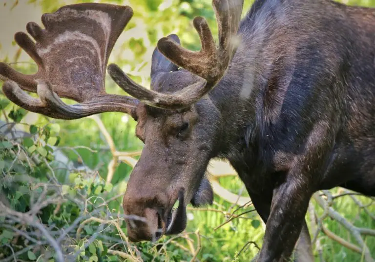 Do Moose Have Ivory Teeth? Exploring the Fascinating Truth Behind This Myth